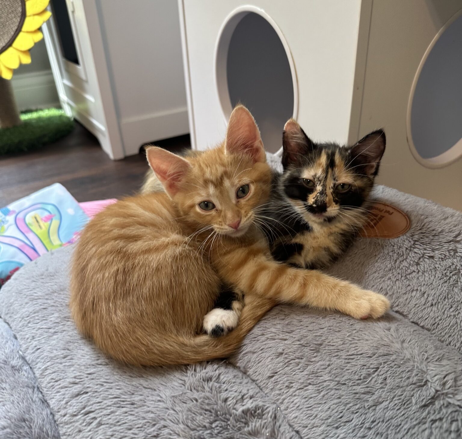 Adoptable Cats – ARPO (Alliance for Responsible Pet Ownership, Inc.)