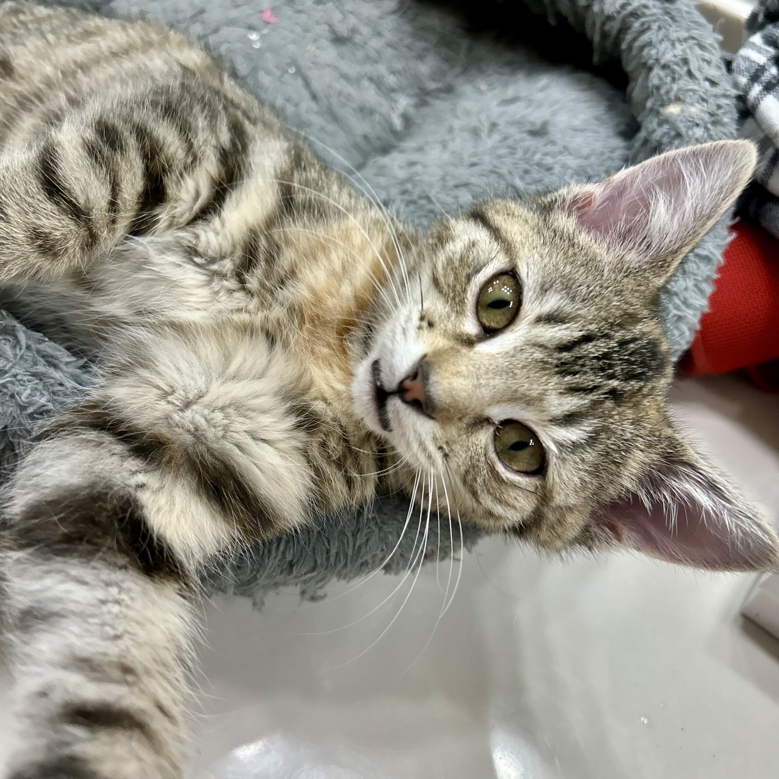 Mocha – ARPO (Alliance for Responsible Pet Ownership, Inc.)