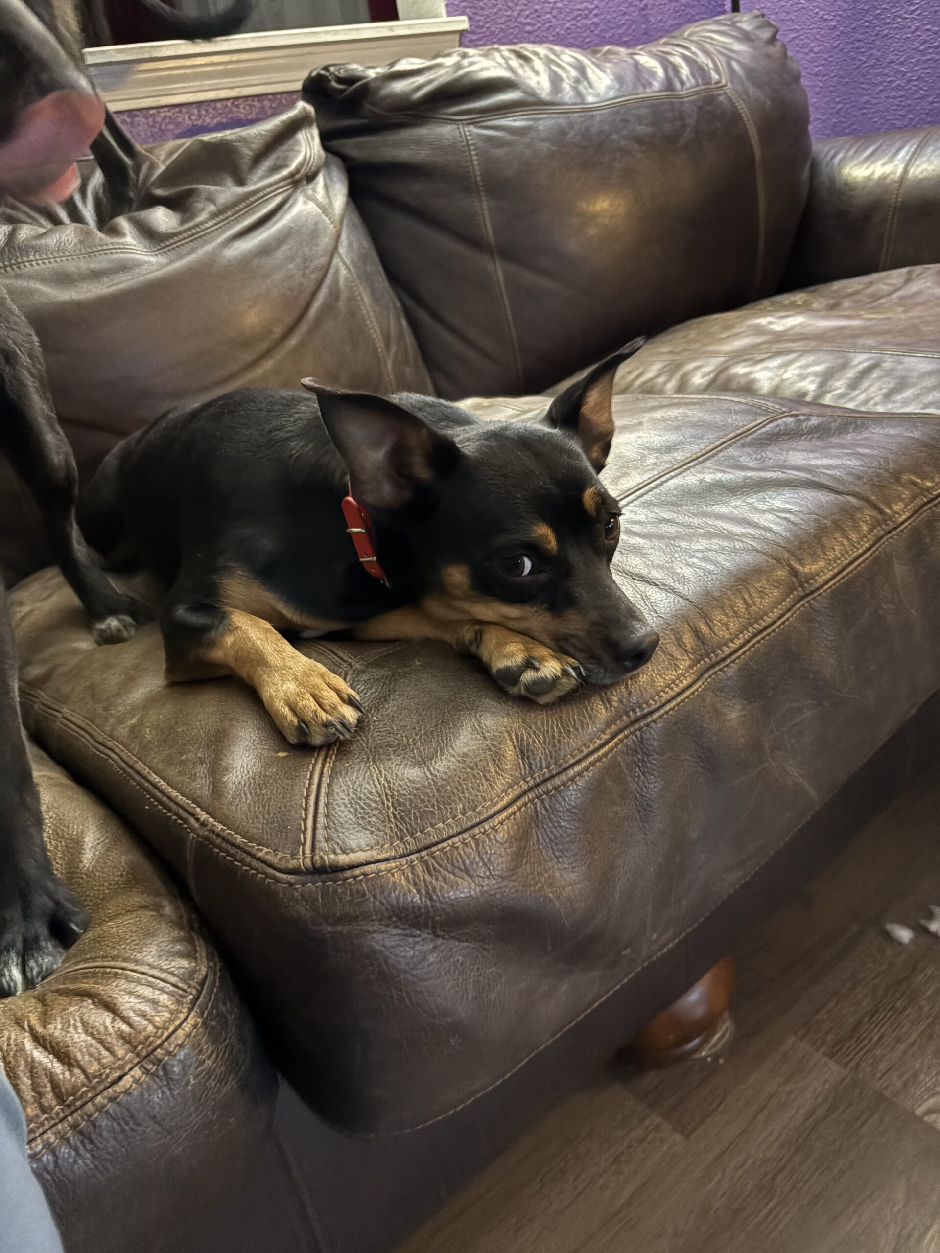 Angelica – ARPO (Alliance for Responsible Pet Ownership, Inc.)