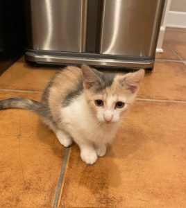 Syrup – ARPO (Alliance for Responsible Pet Ownership, Inc.)