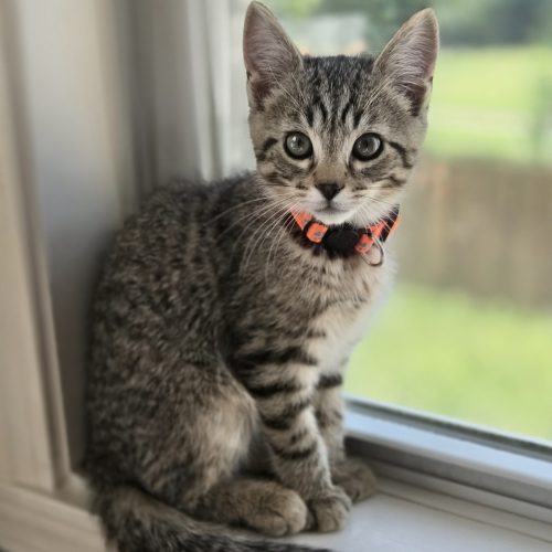 Woolly Worm – ARPO (Alliance for Responsible Pet Ownership, Inc.)